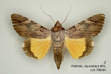 Papua Insects Foundation (Lepidoptera/Erebidae (Erebinae, Catocalini ...